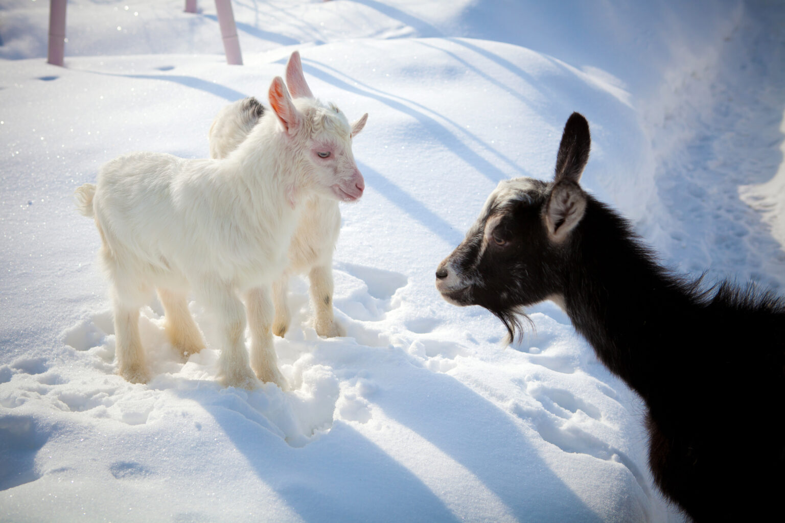 Deep Freeze! How to Keep Goats Warm in Cold Weather - Goat Journal